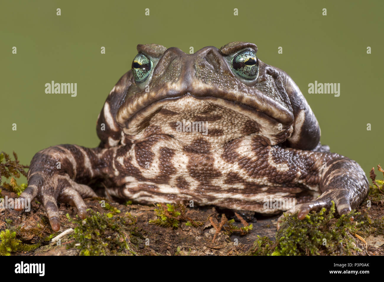 Yellow Cururu Toad (Rhinella icterica), Argentina Stock Photo - Alamy