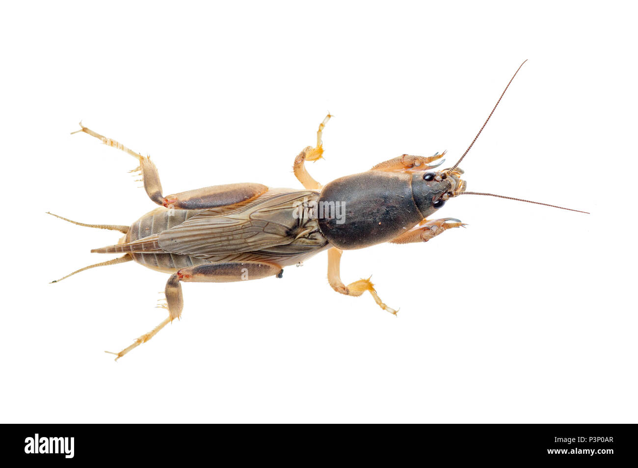Southern Mole Cricket (Scapteriscus borellii), Argentina Stock Photo ...