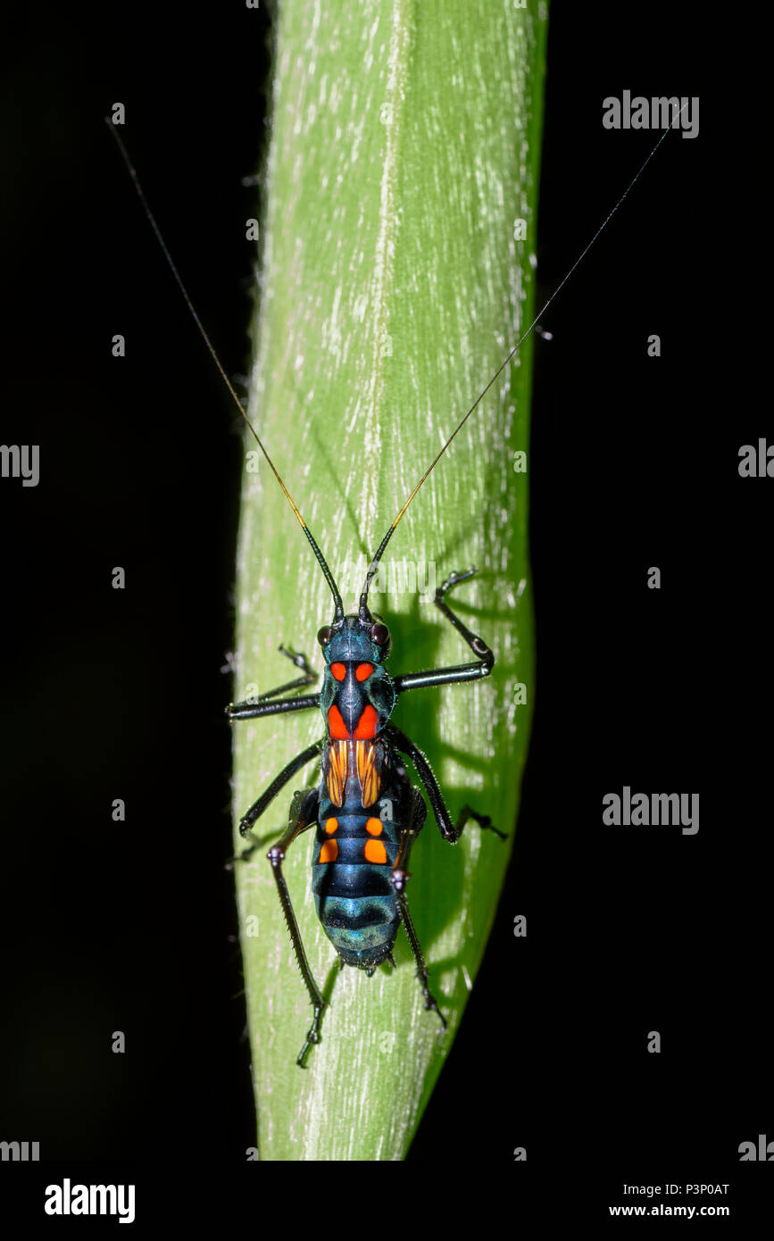 Katydid (Scaphura sp) at night, Argentina Stock Photo - Alamy
