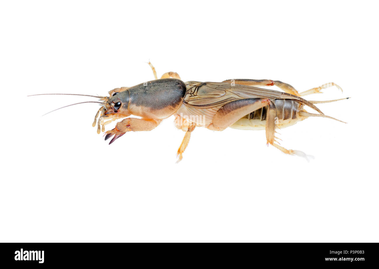 Southern Mole Cricket (Scapteriscus borellii), Argentina Stock Photo ...