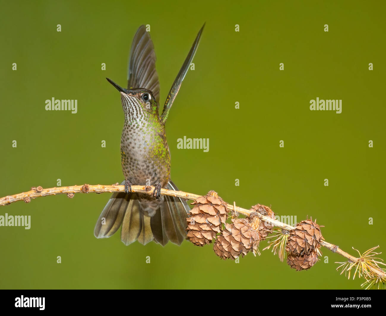Fire Crown Hummingbird