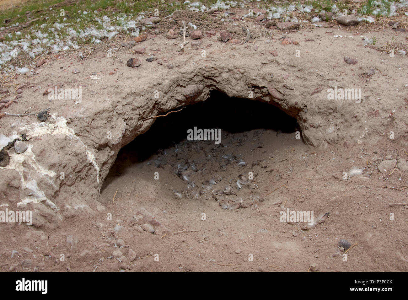 Magellanic Penguin (Spheniscus magellanicus) burrow, Argentina Stock ...