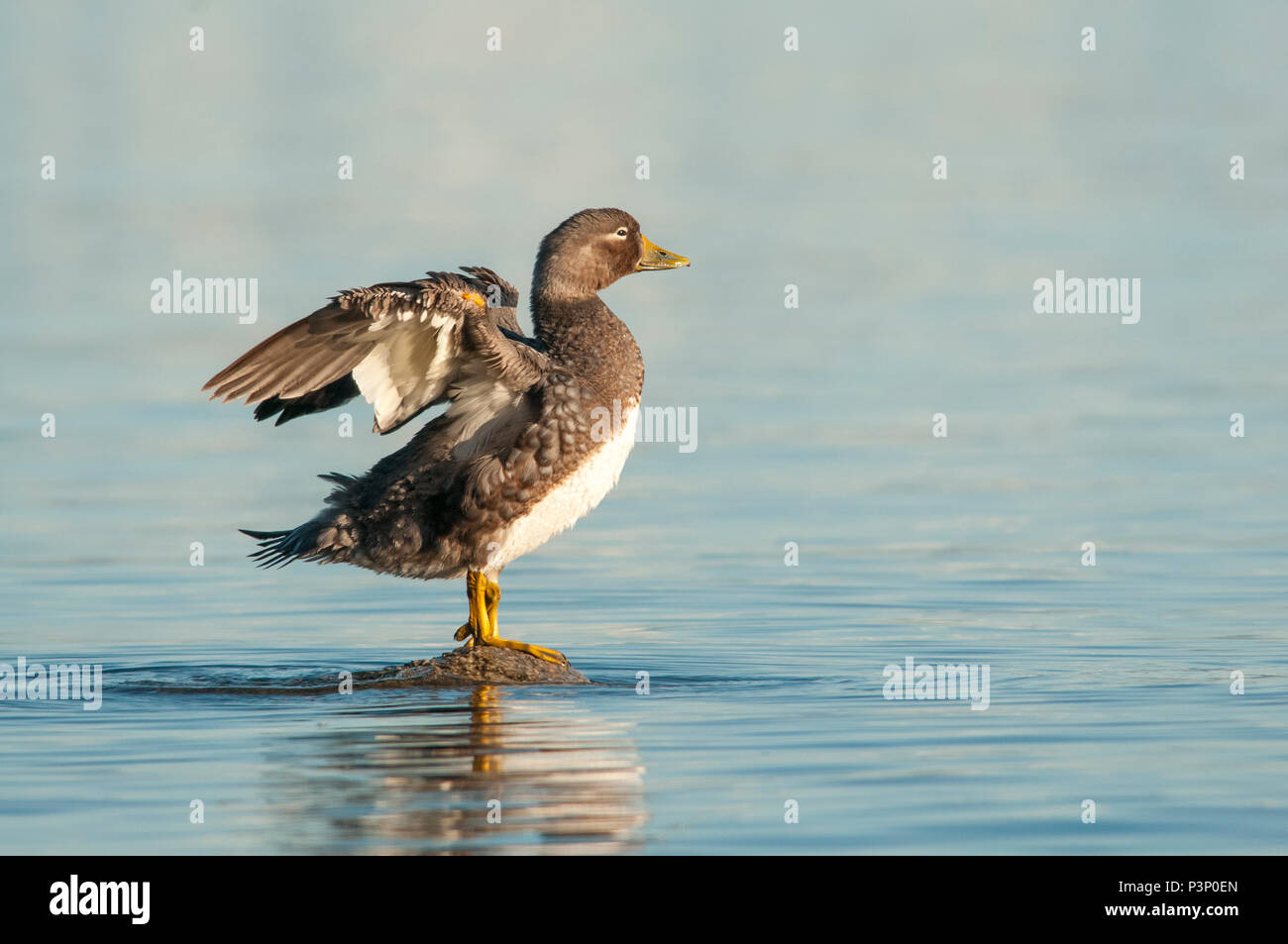 Flying Steamerduck (Tachyeres patachonicus) stretching, San Carlos de ...