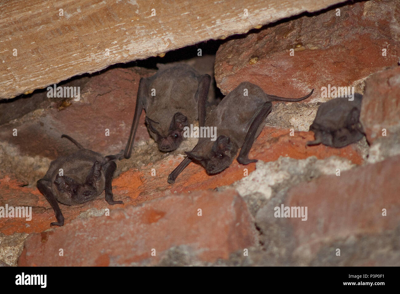 Brazilian Free-tailed Bat (Tadarida brasiliensis) group roosting, Bahia ...