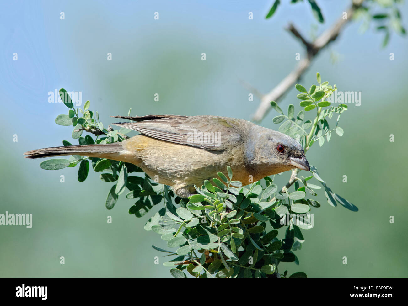 Blue And Yellow Tanager (Thraupis bonariensis) female on Condalia ...