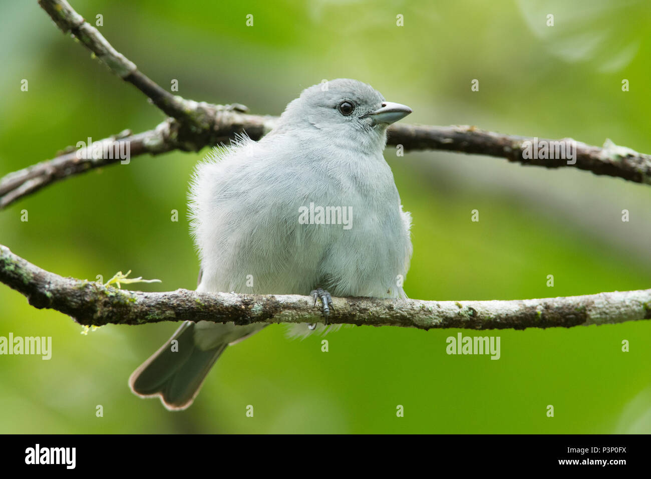 Sayaca Tanager (Thraupis sayaca), Argentina Stock Photo - Alamy