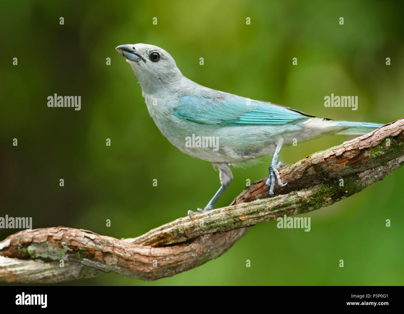 Sayaca Tanager (Thraupis sayaca), Argentina Stock Photo - Alamy