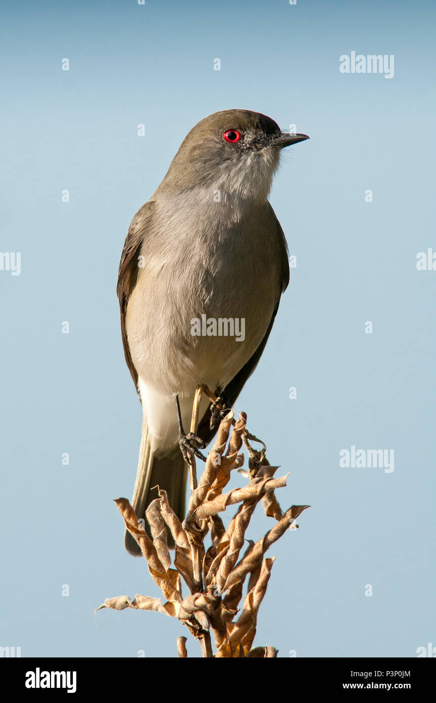 Fire-eyed Diucon (Xolmis pyrope), San Carlos de Bariloche, Argentina ...