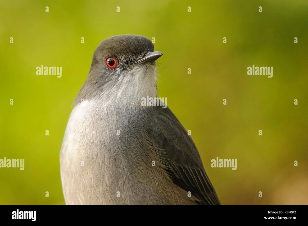 Fire-eyed Diucon (Xolmis pyrope), San Carlos de Bariloche, Argentina ...