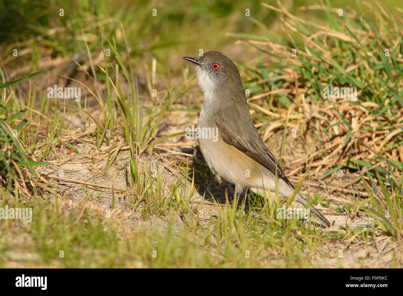 Fire-eyed Diucon (Xolmis pyrope), San Carlos de Bariloche, Argentina ...