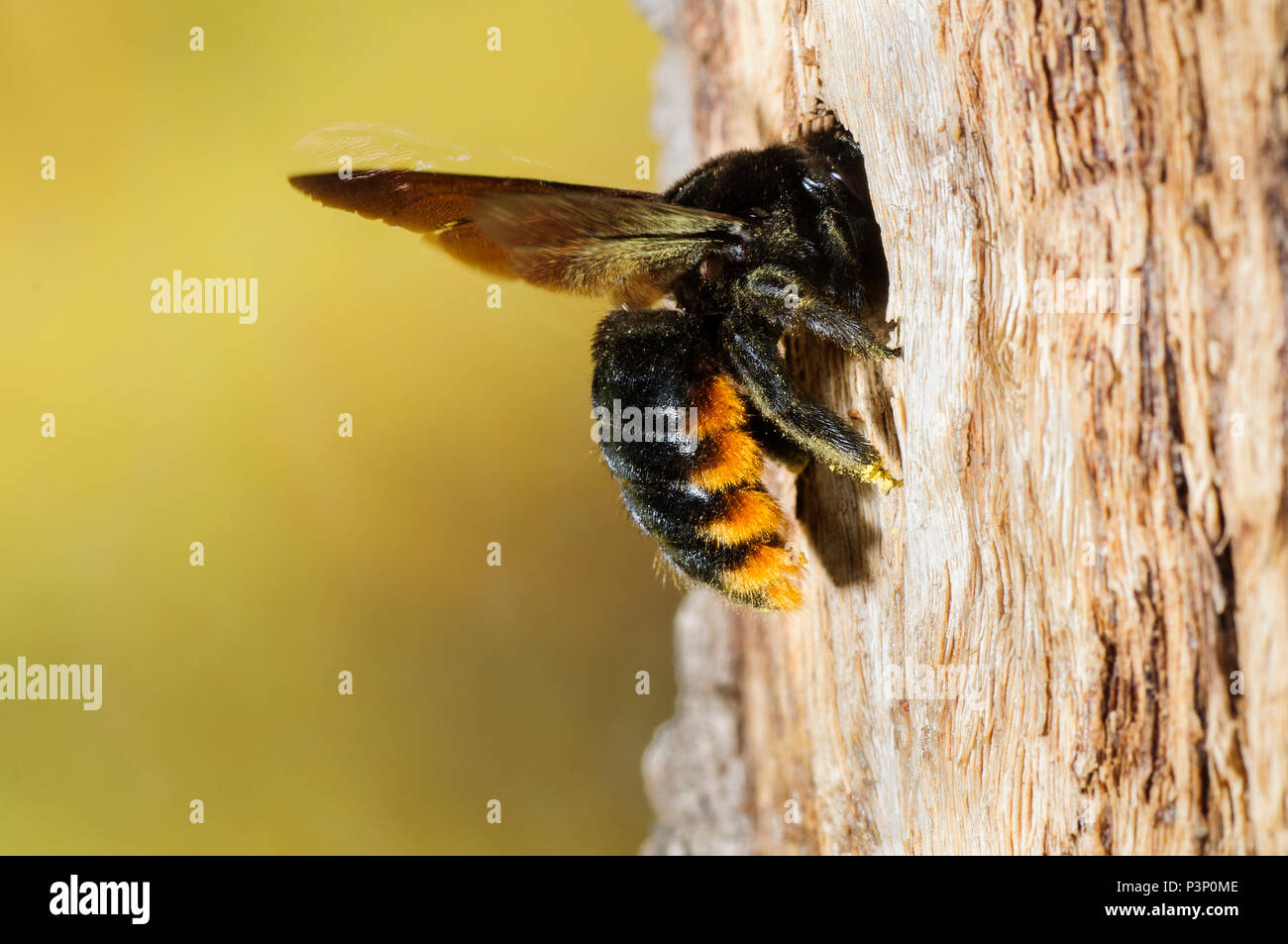 Carpenter Bee (Xylocopa augusti) entering burrow, Bahia Blanca ...