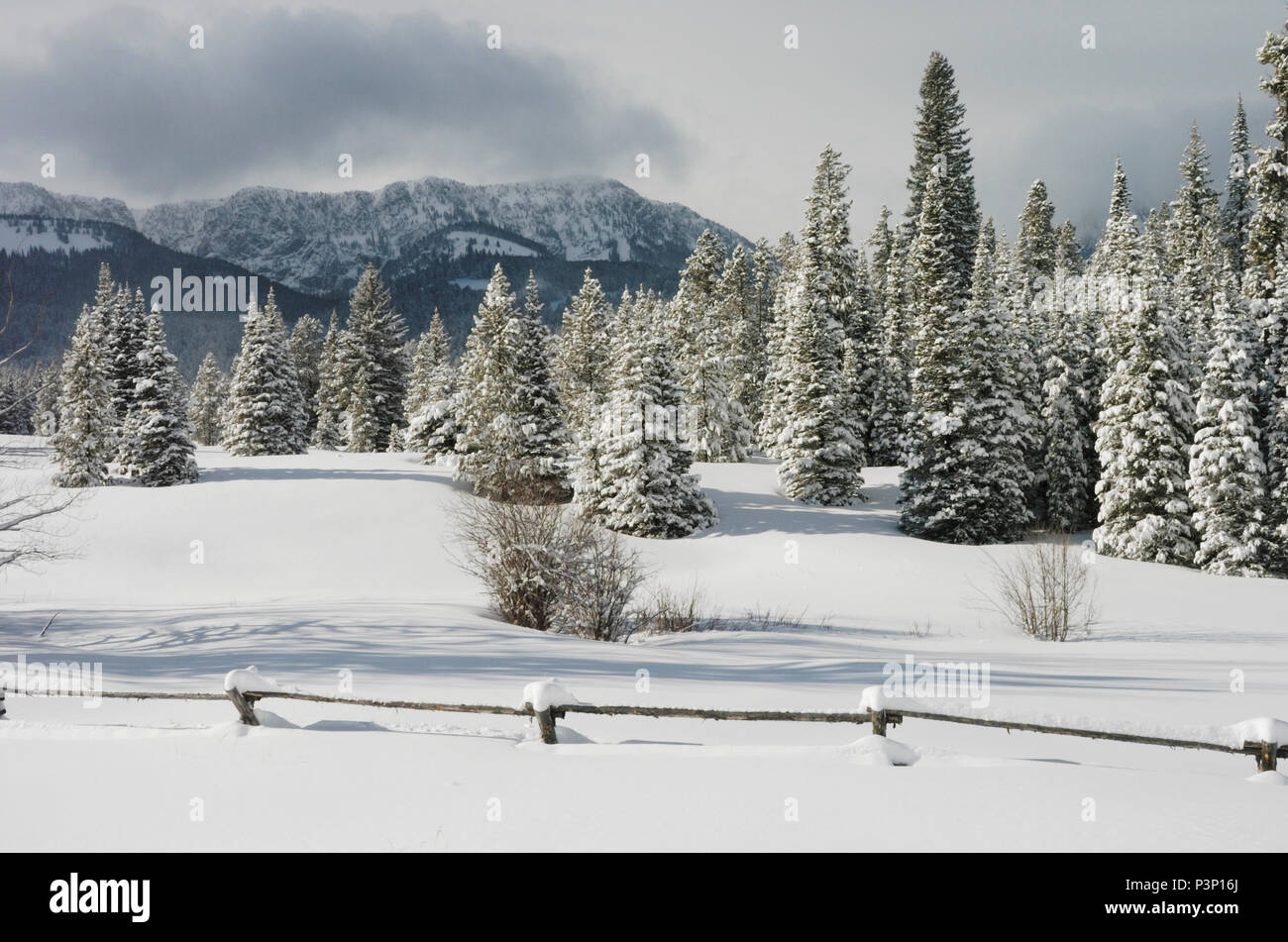 Coniferous trees in winter, Bozeman, Montana Stock Photo - Alamy