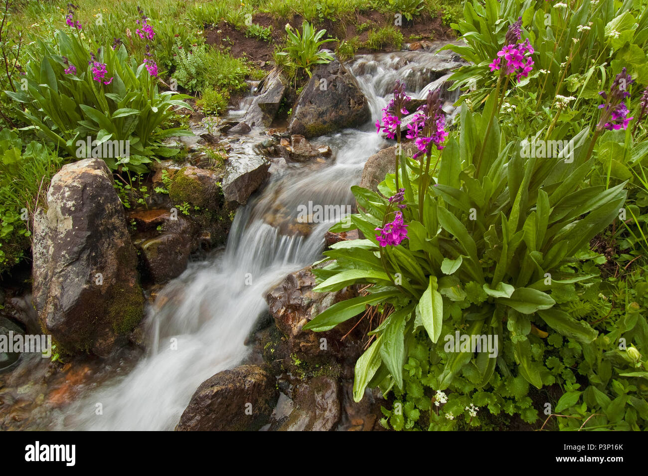 Parry's Primrose (Primula parryi) flowers and mountain stream, American ...