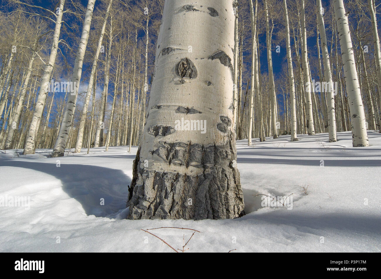 Quaking Aspen (Populus tremuloides) forest in winter, Aspen, Colorado ...
