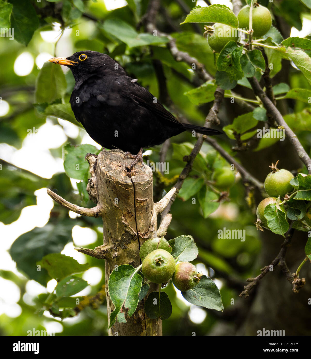 Canopy apple tree hi-res stock photography and images - Alamy