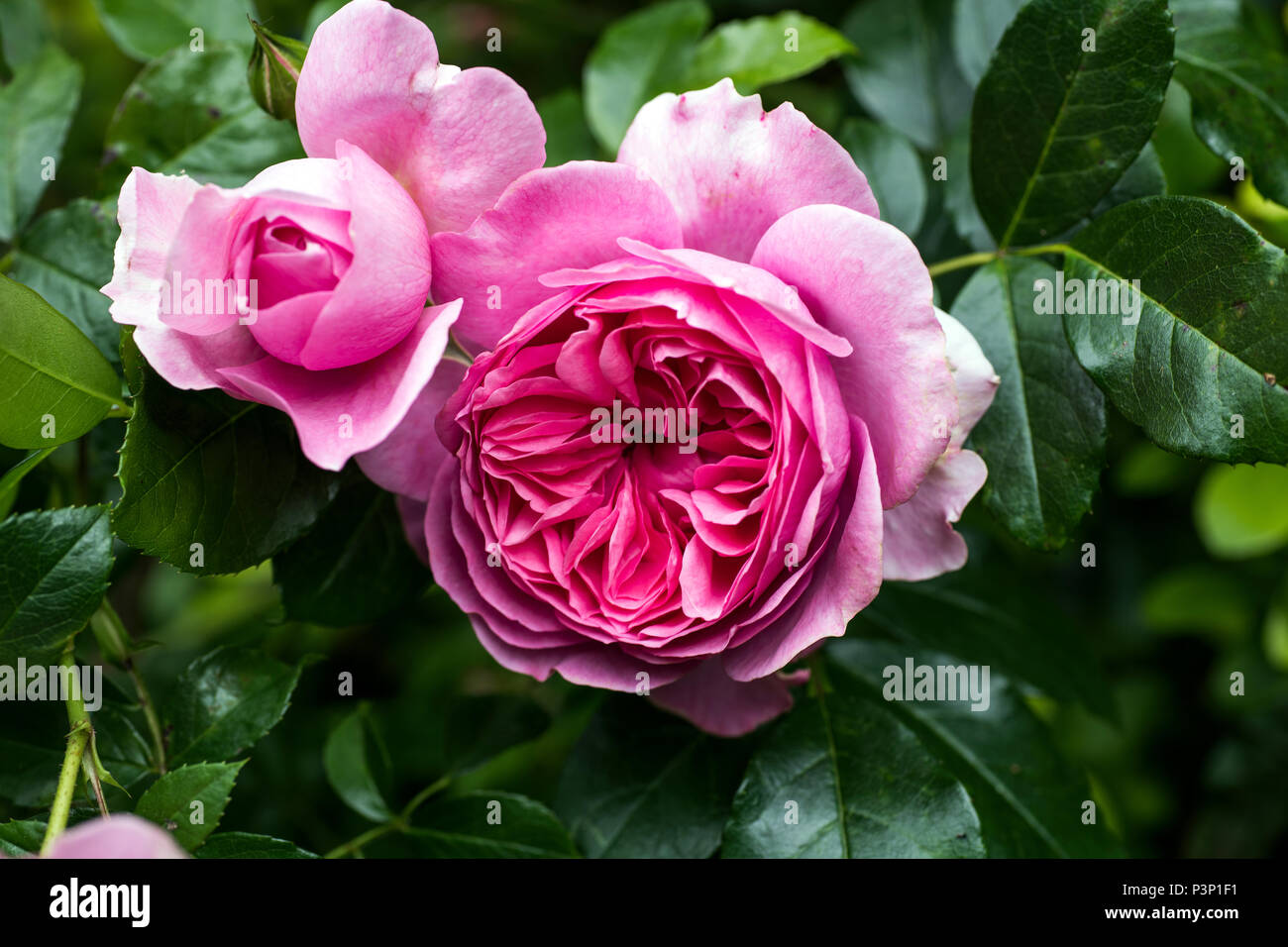 Beautiful and complex pink roses growing in a garden in summer Stock ...