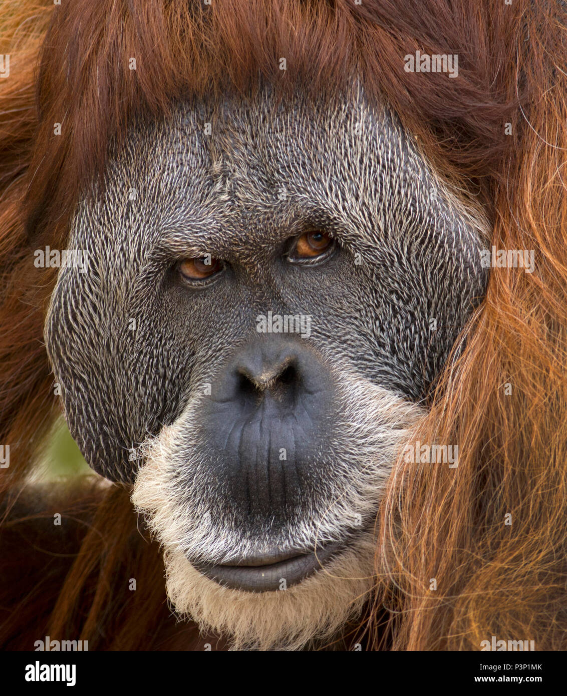Sumatran Orangutan (Pongo abelii) male, native to Sumatra Stock Photo ...