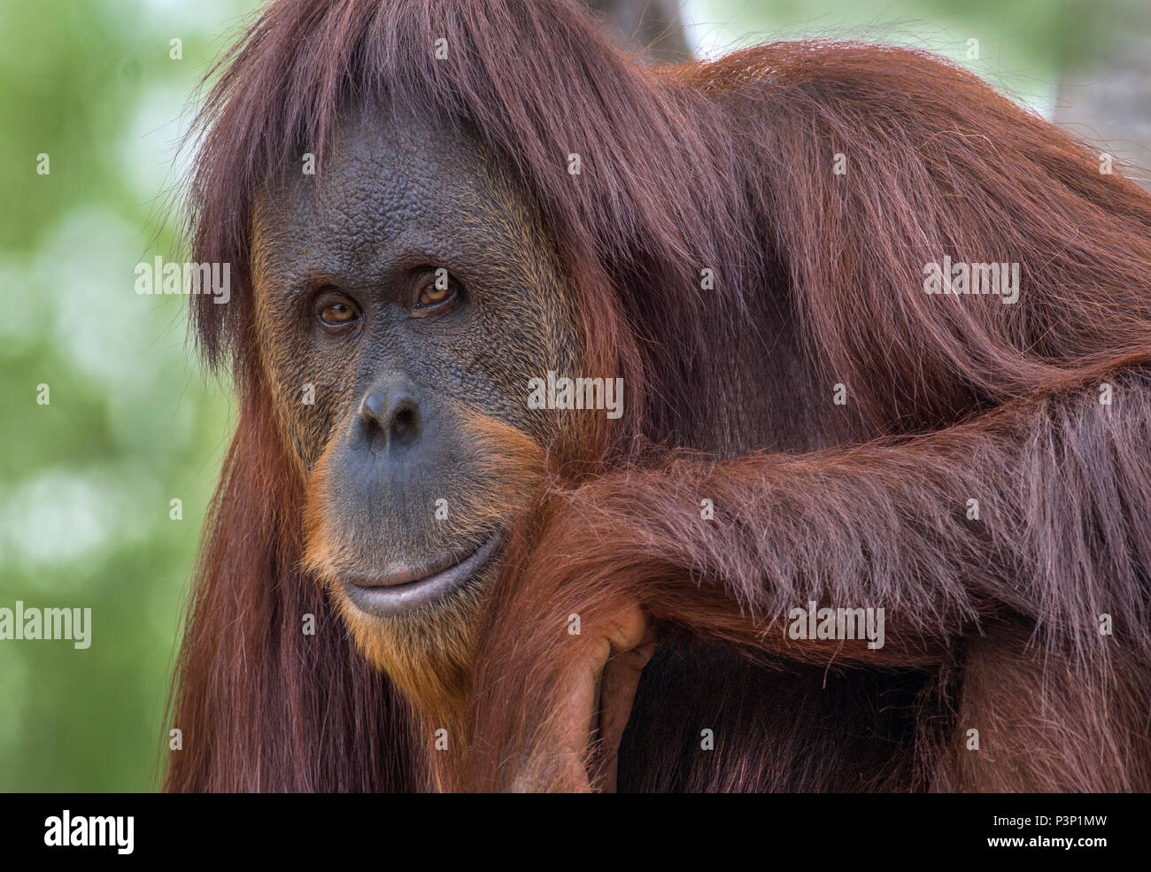 Sumatran Orangutan (Pongo abelii) male, native to Sumatra Stock Photo ...