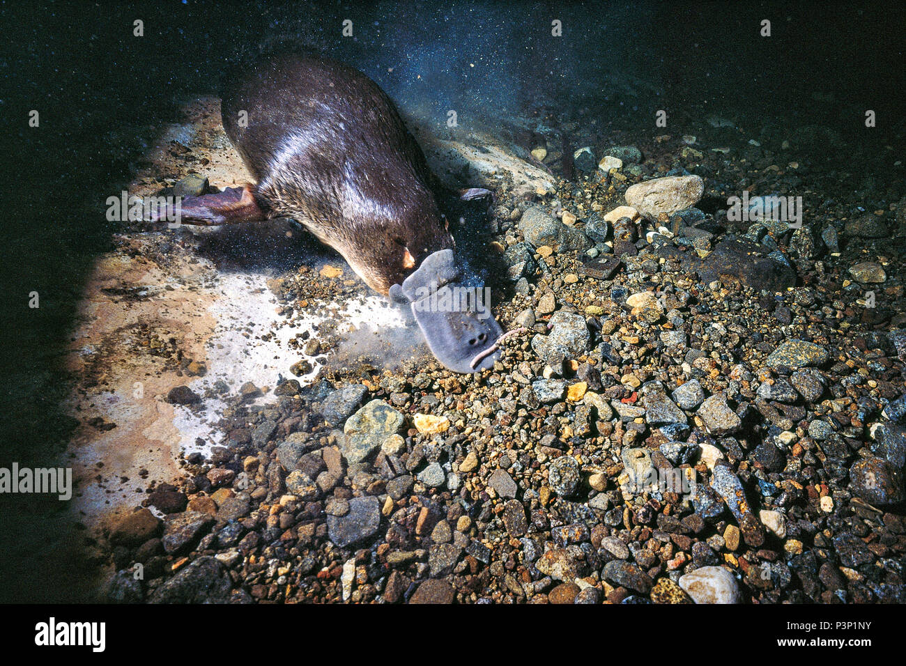 Platypus (Ornithorhynchus anatinus) foraging in gravel, Tasmania ...