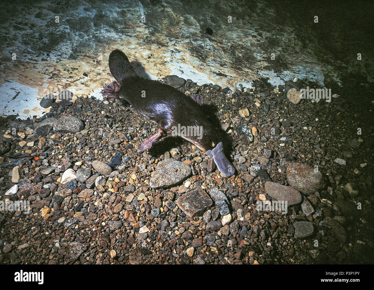 Platypus (Ornithorhynchus anatinus) foraging in gravel, Tasmania ...