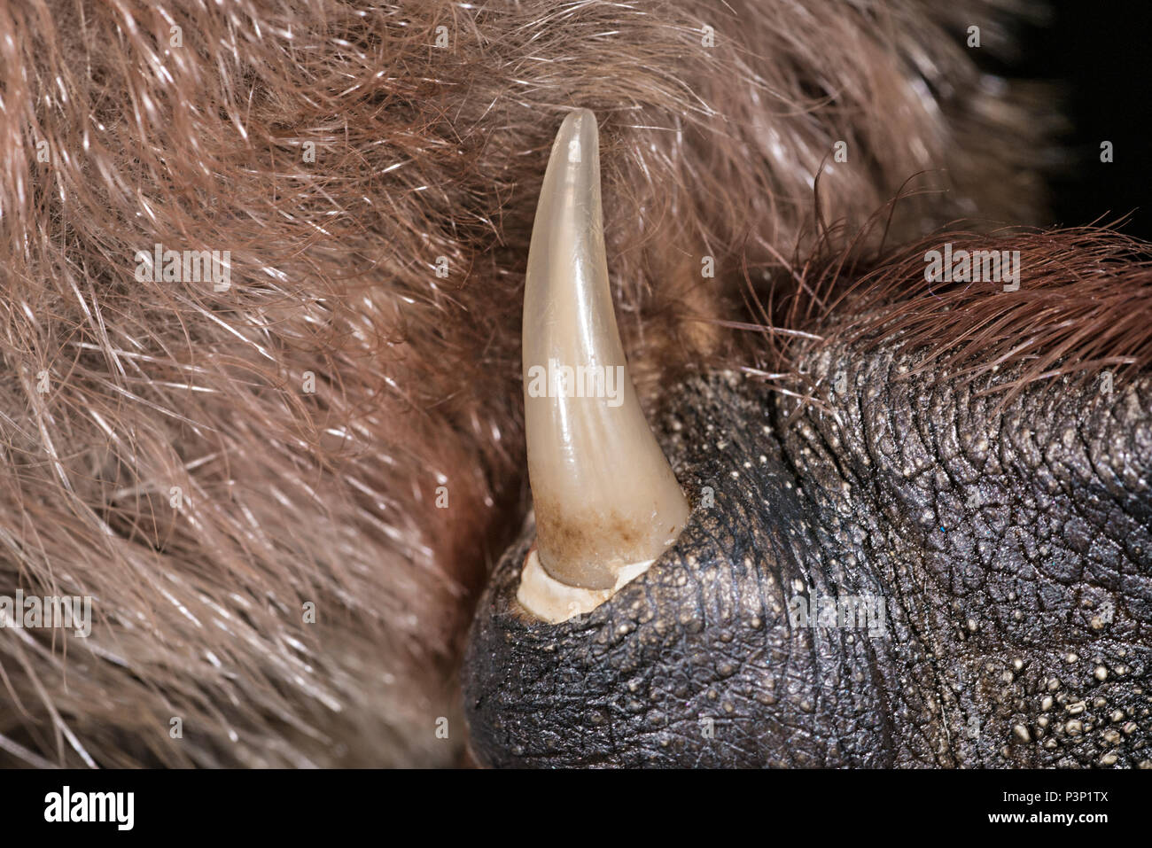 Platypus (Ornithorhynchus anatinus) venomous spur on rear leg of male ...