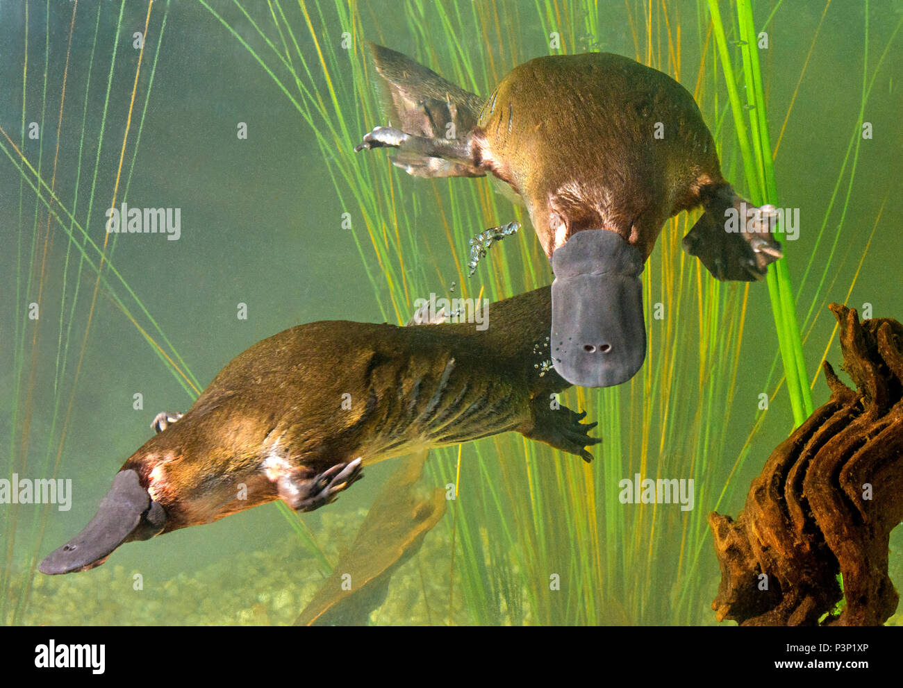 Adult male platypus ornithorhynchus anatinus hi-res stock photography ...