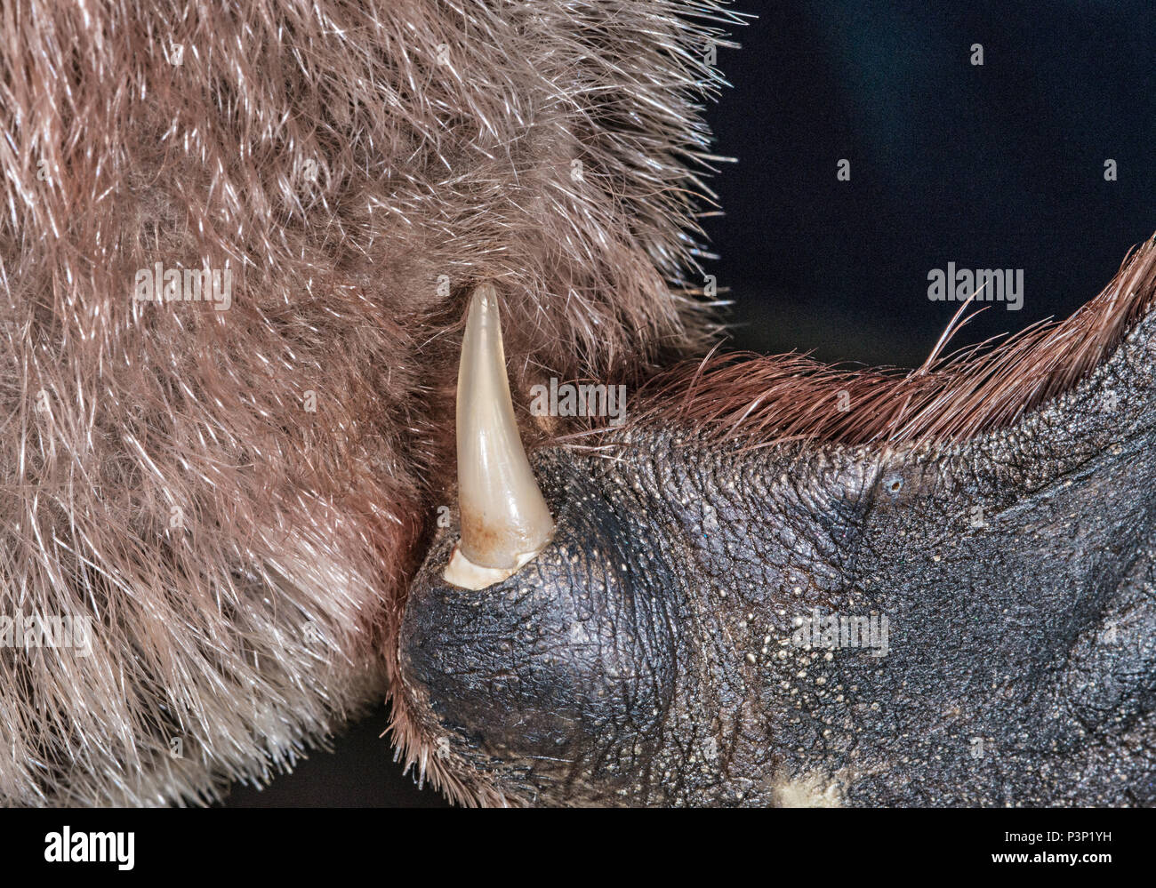 Platypus (Ornithorhynchus anatinus) venomous spur on rear leg of male ...