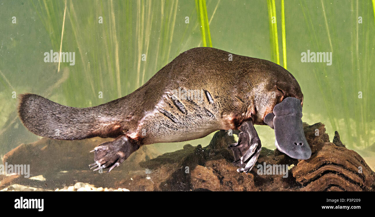 Platypus (Ornithorhynchus anatinus), Tasmania, Australia Stock Photo ...
