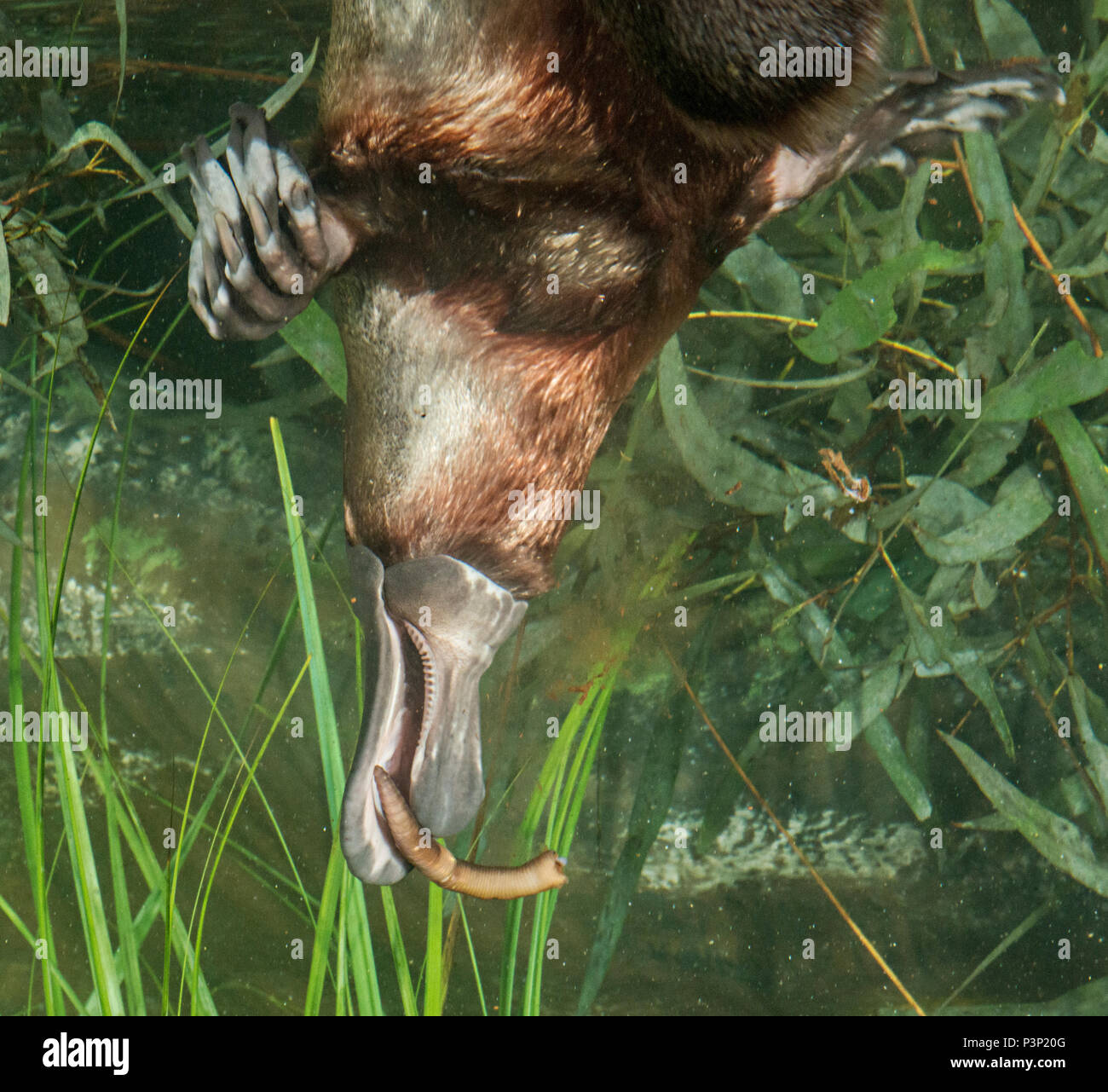 Platypus (Ornithorhynchus anatinus) feeding on worm prey, Tasmania ...
