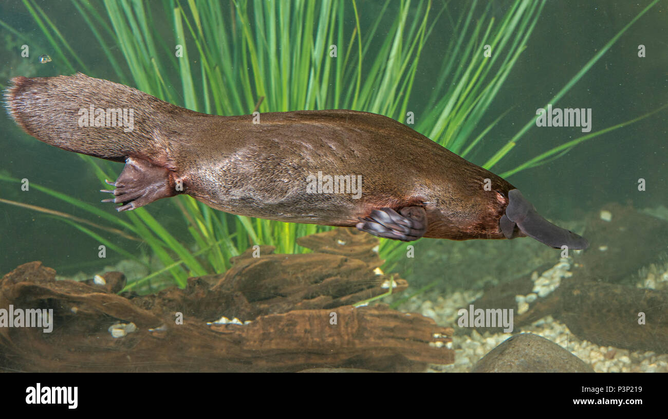 Platypus (Ornithorhynchus anatinus), Tasmania, Australia Stock Photo ...