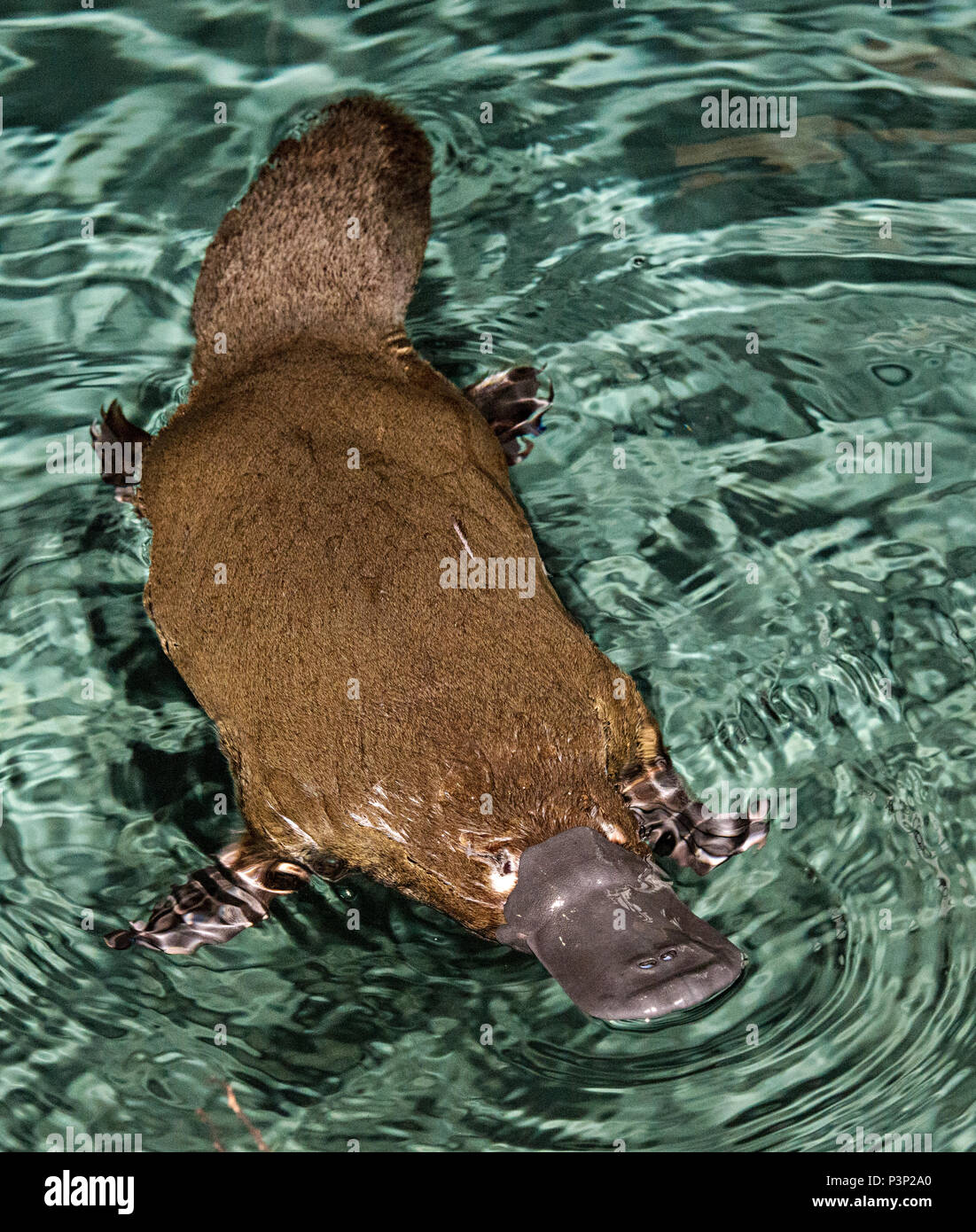 Platypus (Ornithorhynchus anatinus) at surface, Tasmania, Australia ...
