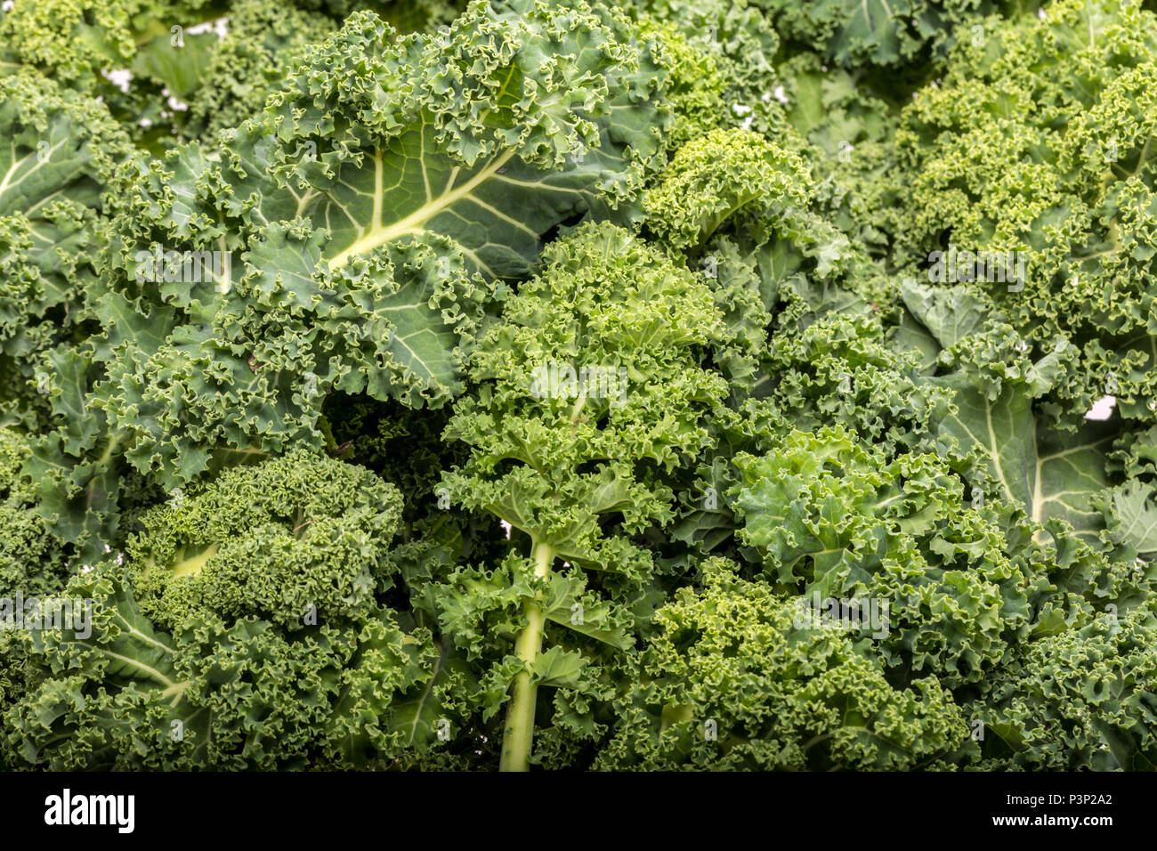 A healthy fresh curly kale Stock Photo - Alamy