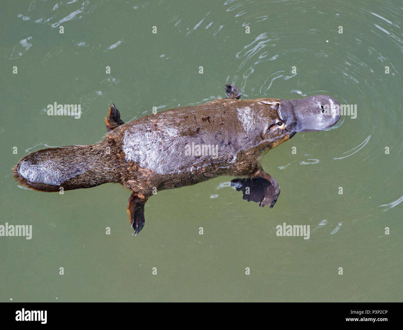 Platypus (Ornithorhynchus anatinus) at surface, Eungella National Park ...