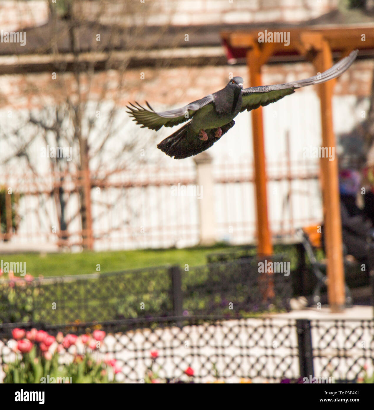 Single pigeon in the air with wings wide open Stock Photo - Alamy