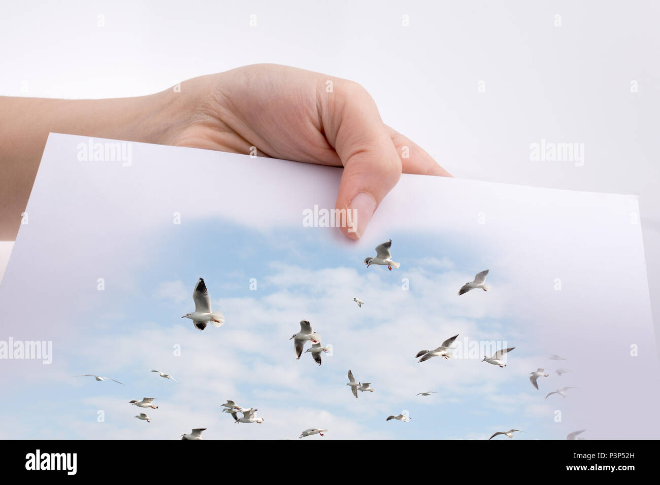 The seagull hands hi-res stock photography and images - Alamy