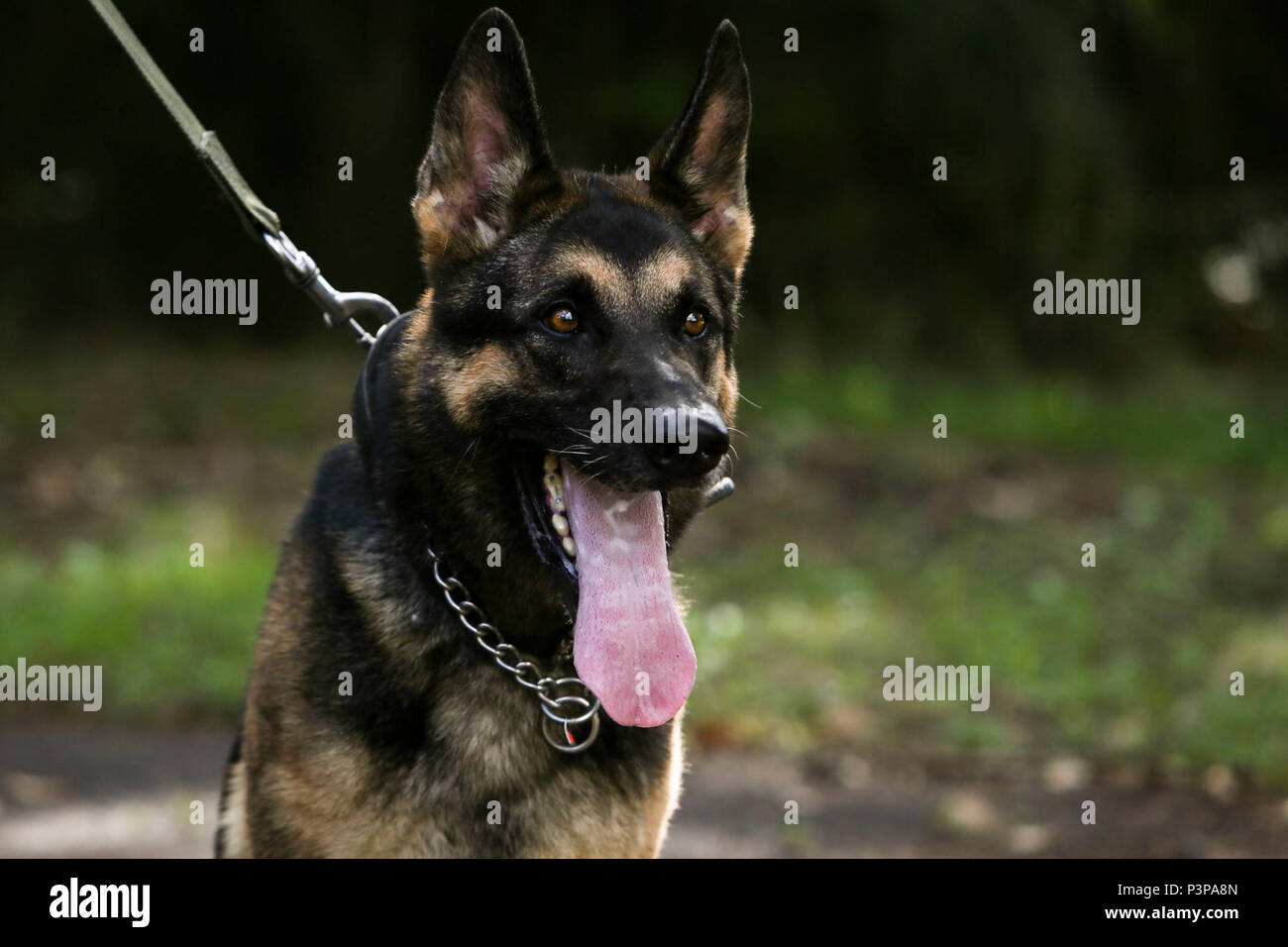 Rex, a military working dog with the Provost Marshal’s Office of Marine ...