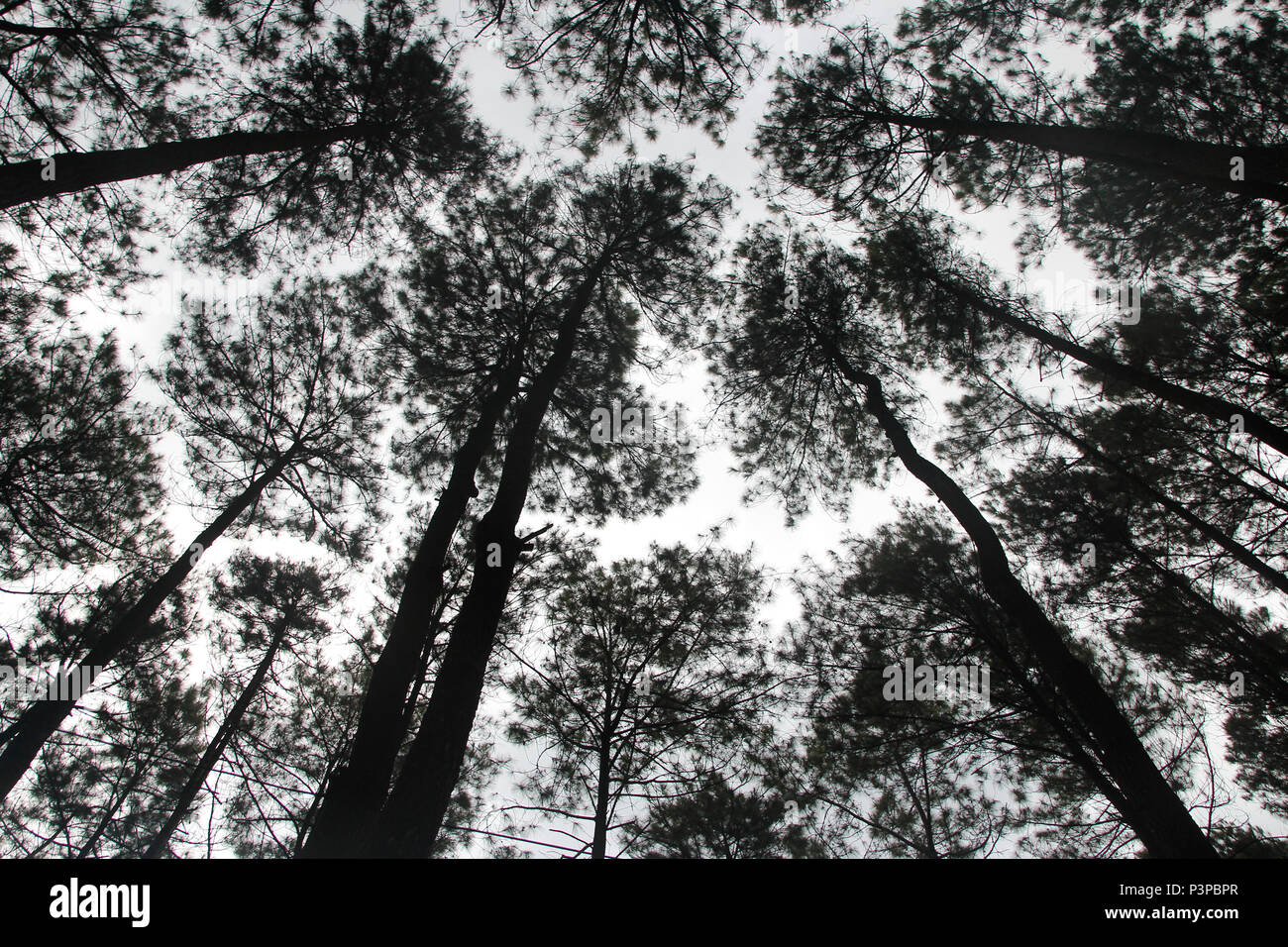 Hutan pinus pengger hi-res stock photography and images - Alamy
