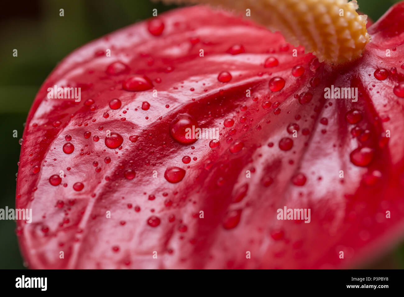 Exotic red flower closeup with water drops Stock Photo - Alamy