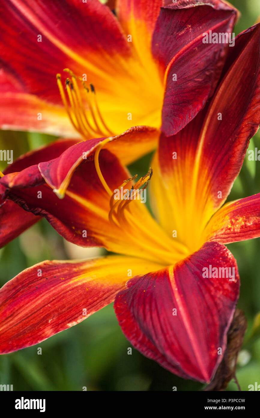Daylily, Daylilies, Hemerocallis " Ruby Spider Stock Photo - Alamy