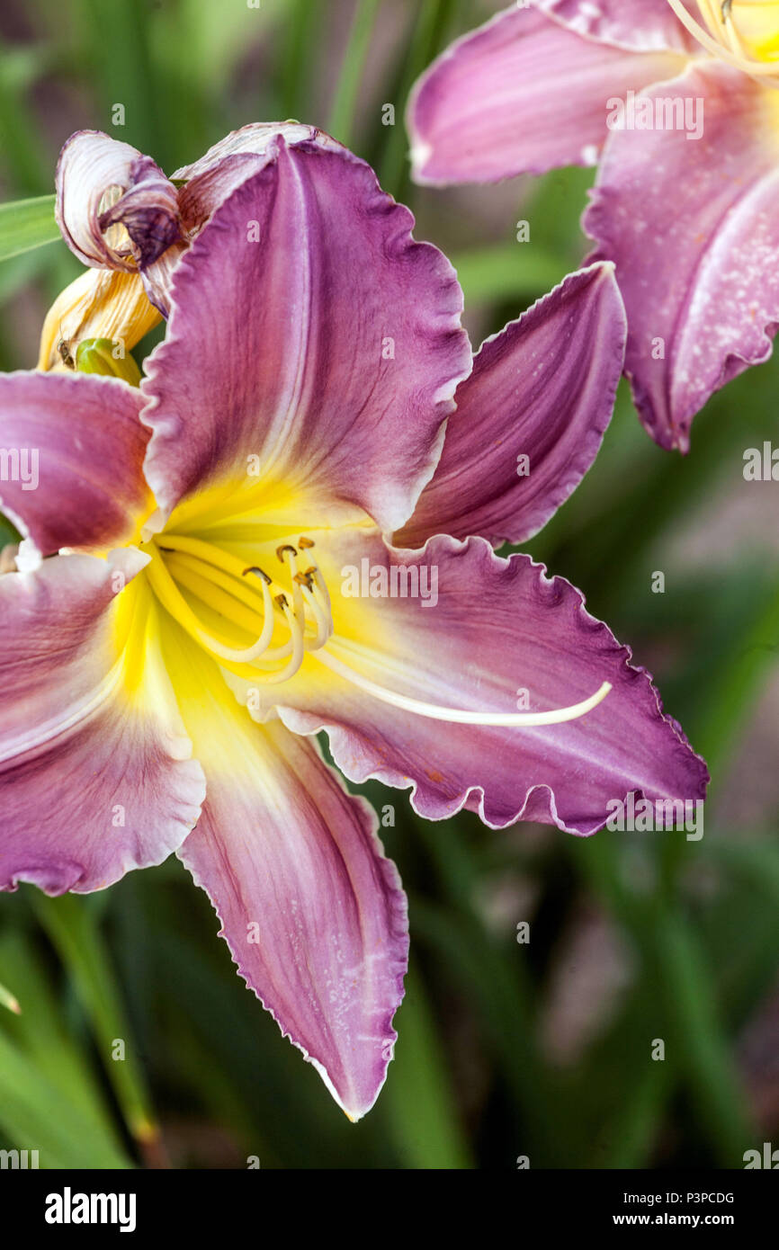 Purple Daylily flower close up Hemerocallis " Titillation " Daylilies ...