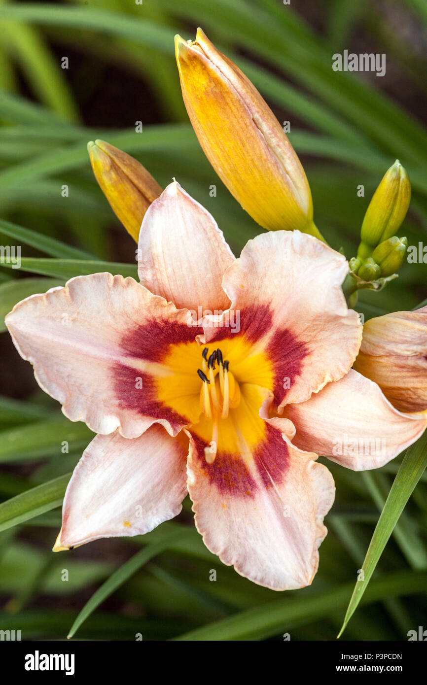 Daylily Hemerocallis 'Astoria' flower bud throat Daylilies in garden ...
