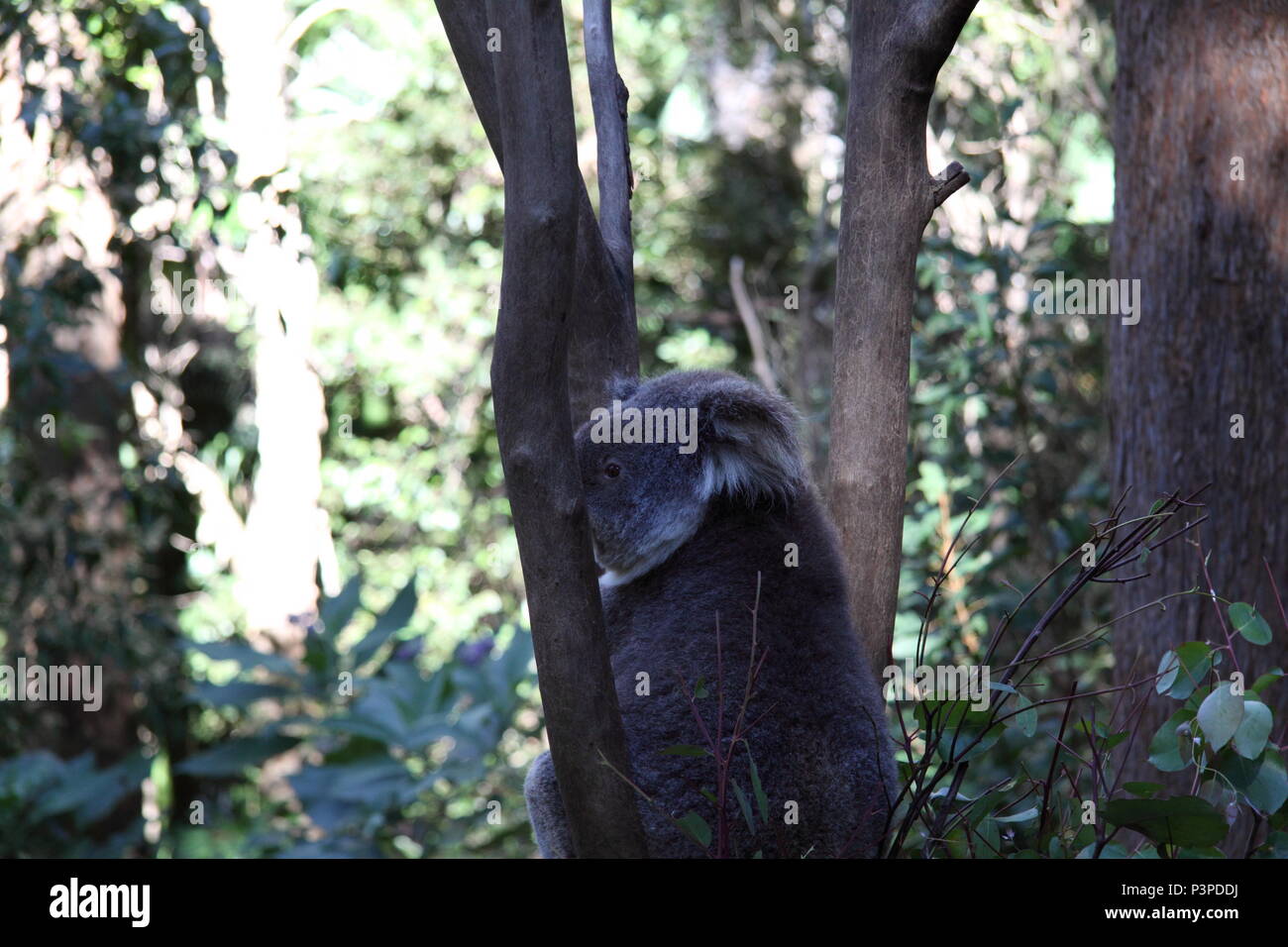 Koala (Phascolarctos Cinereus Stock Photo - Alamy