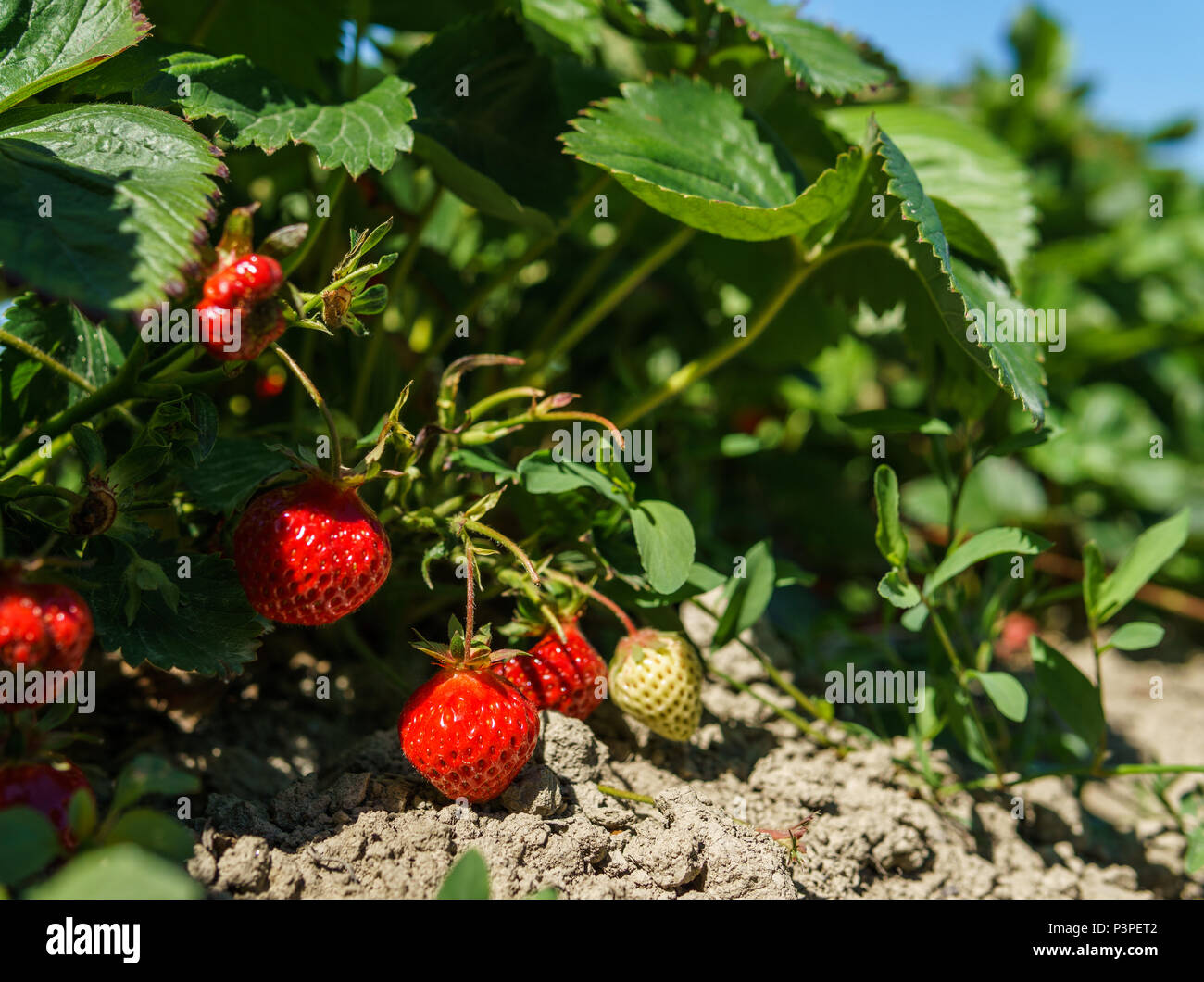 Fresh strawberry on the bush growth at the farm Stock Photo - Alamy