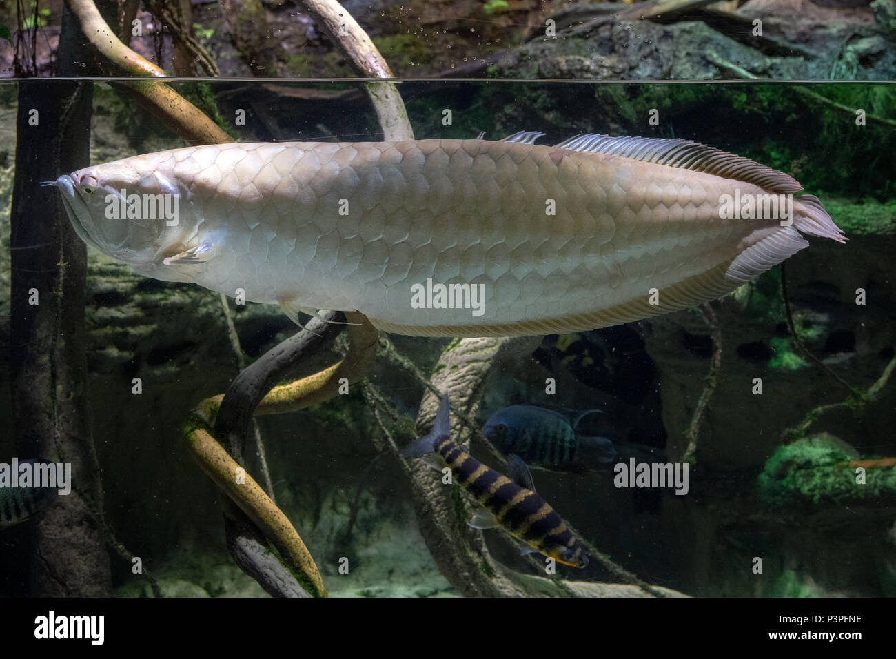 Silver arawana fish underwater portrait close up Stock Photo - Alamy