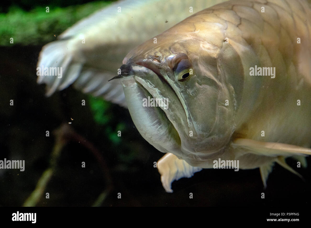 Silver arawana fish underwater portrait close up Stock Photo - Alamy