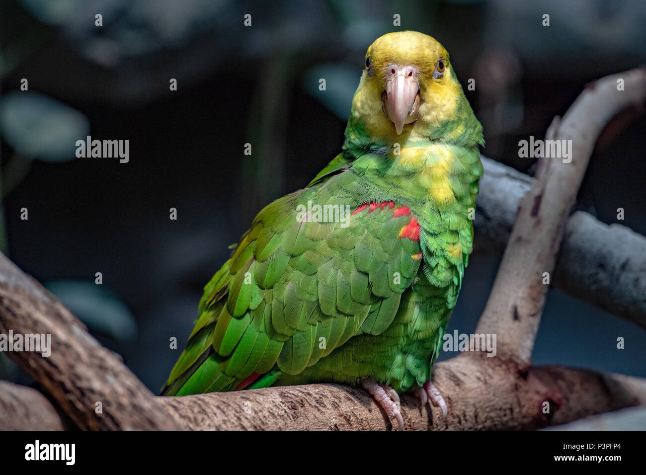 yellow crowned amazon parrot portrait close up Stock Photo - Alamy