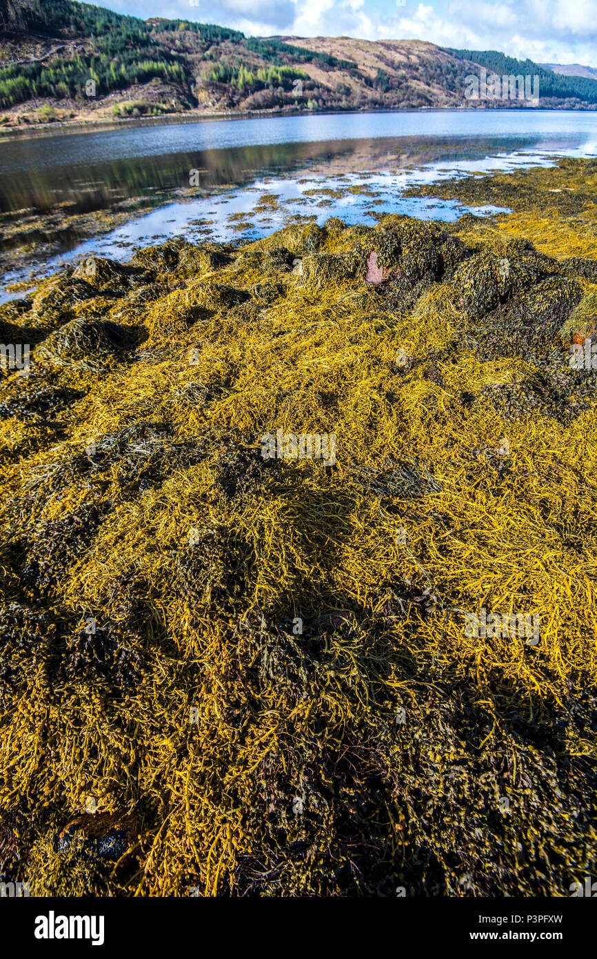 Tidal Waters Of Scotland High Resolution Stock Photography and Images ...