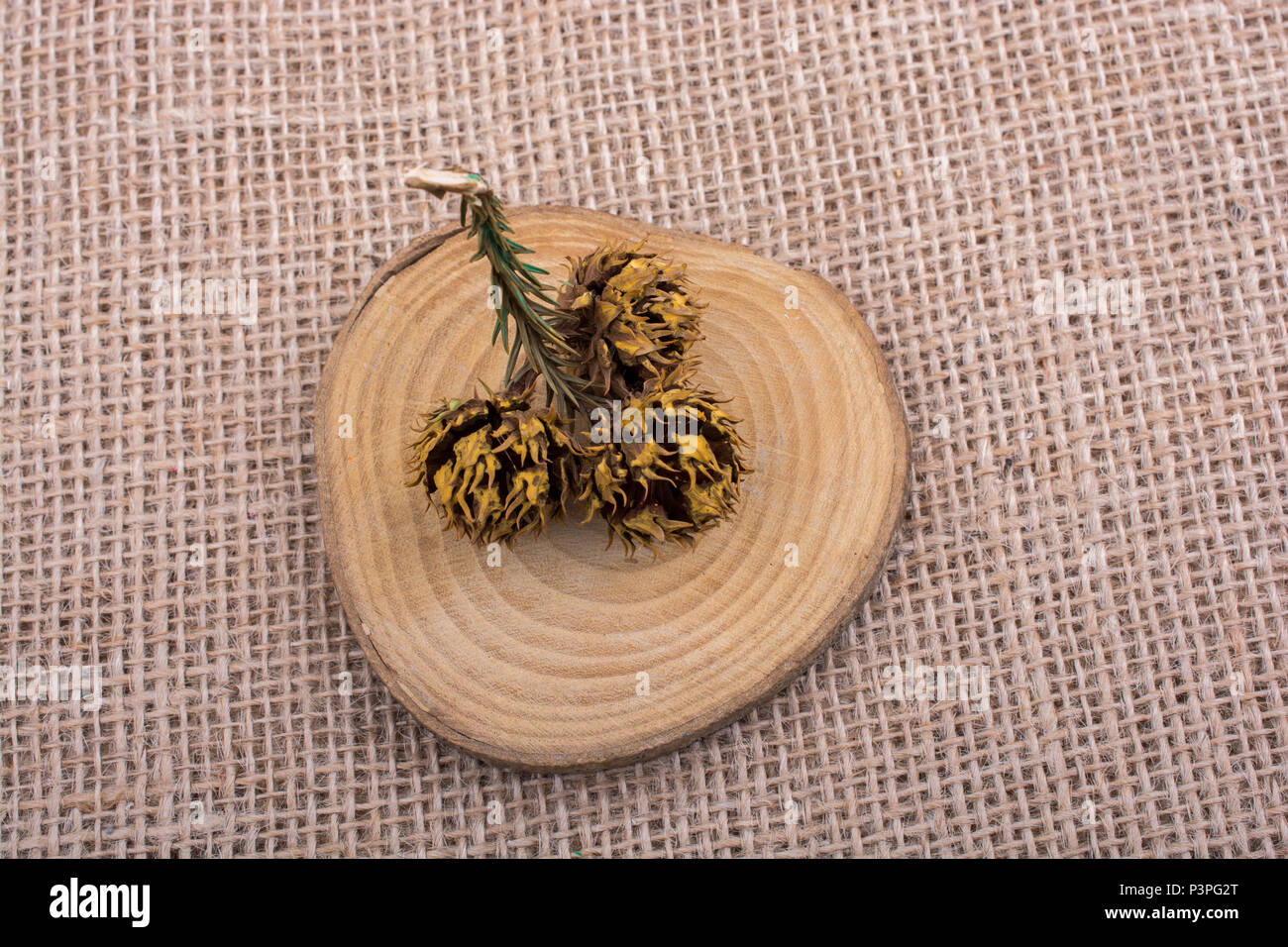 Pine cone on a piece of cut wood on canvas background Stock Photo - Alamy
