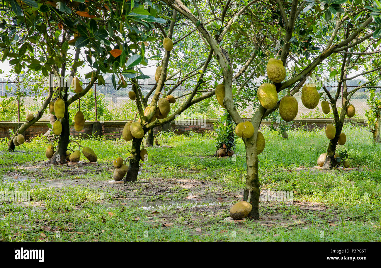 jack fruit and tree Stock Photo - Alamy