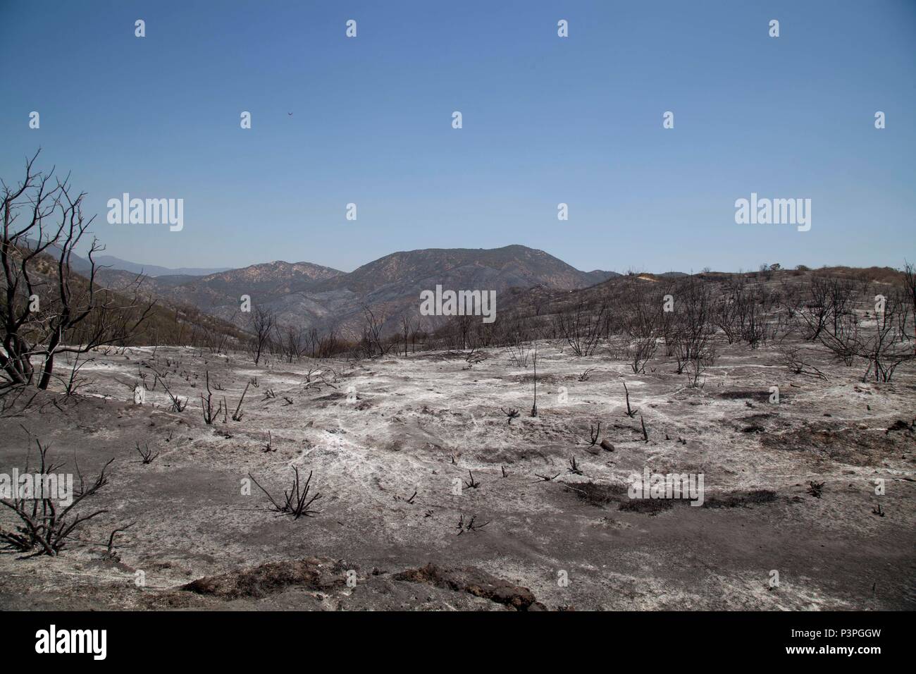 Roblar hi-res stock photography and images - Alamy